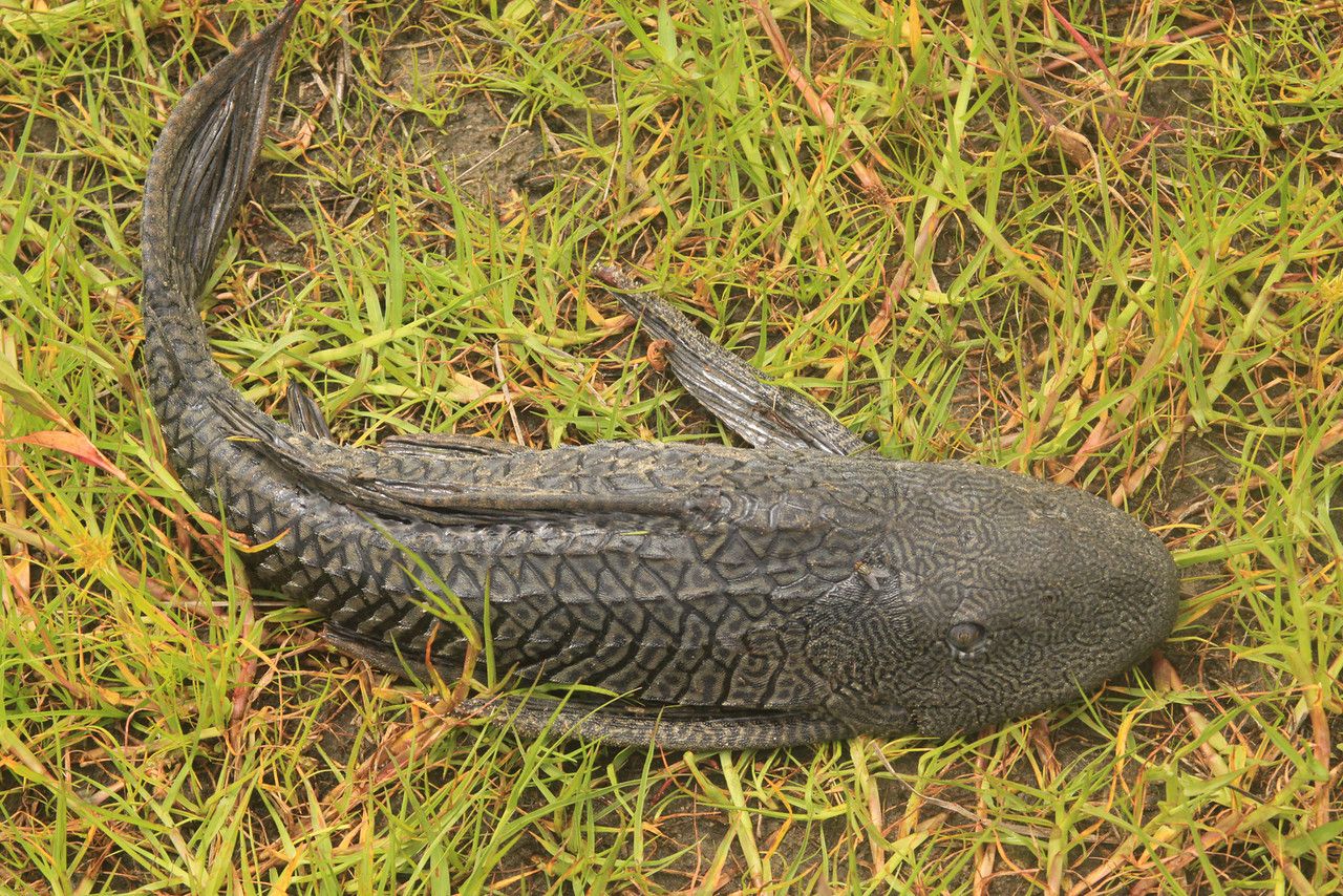 Alternative Ideology for Invasives – Suburban & Rural Homesteading Today