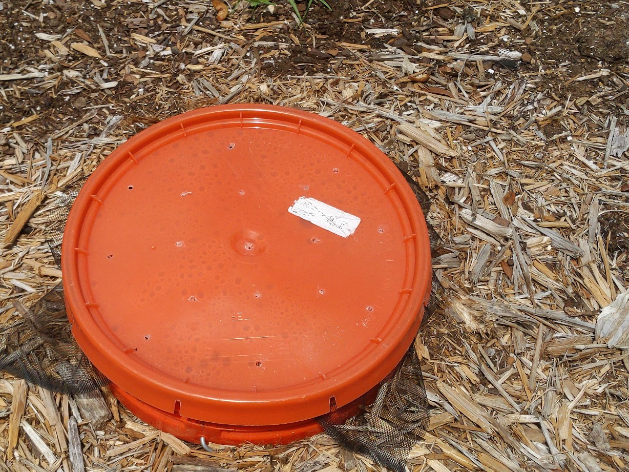 Bringing Earthworms Back – Suburban & Rural Homesteading Today