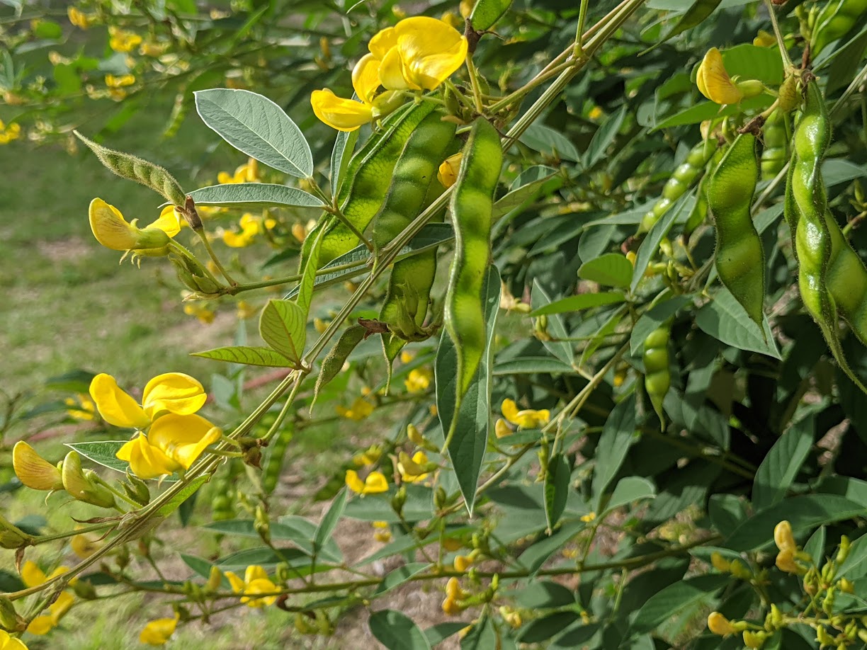 Pigeon Pea: Grain Alternative for Livestock & Human Super Food ...